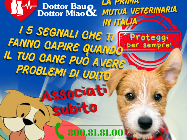 I 5 segnali che ti fanno capire quando il tuo cane può avere problemi ...